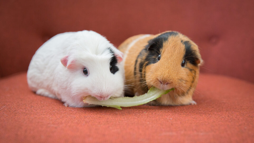 The 11 Best Pets for Apartments