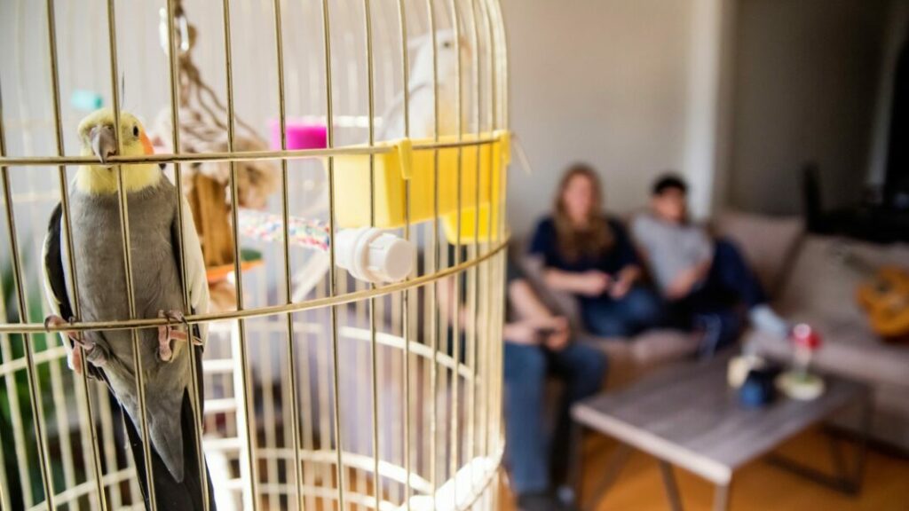 The 11 Best Pets for Apartments