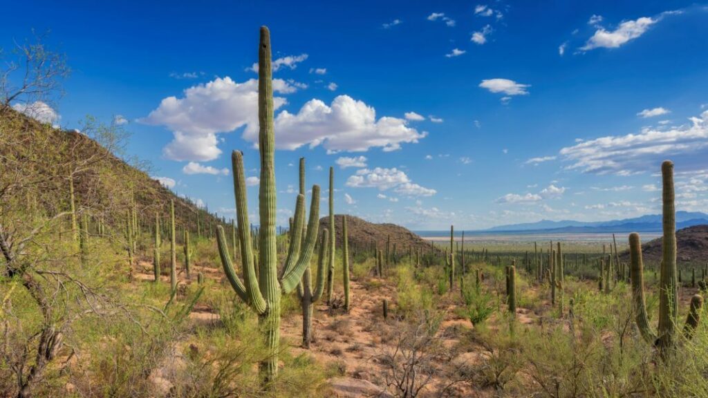 14 Things to Know Before Moving to Arizona